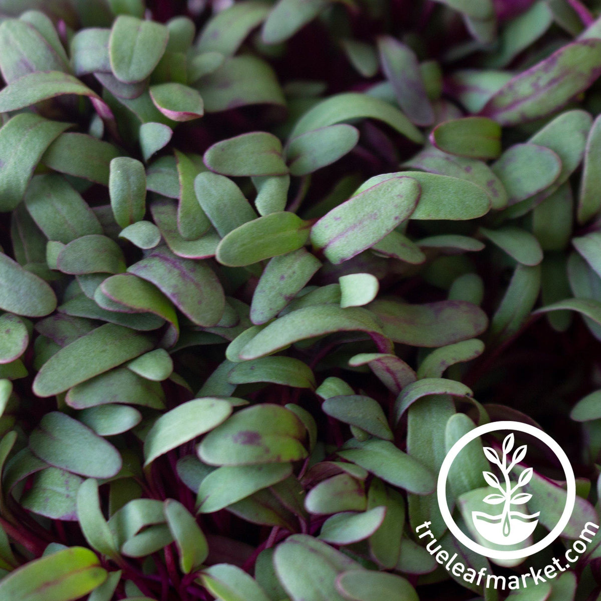 Beet Seeds - Microgreens – skimsdwd.com