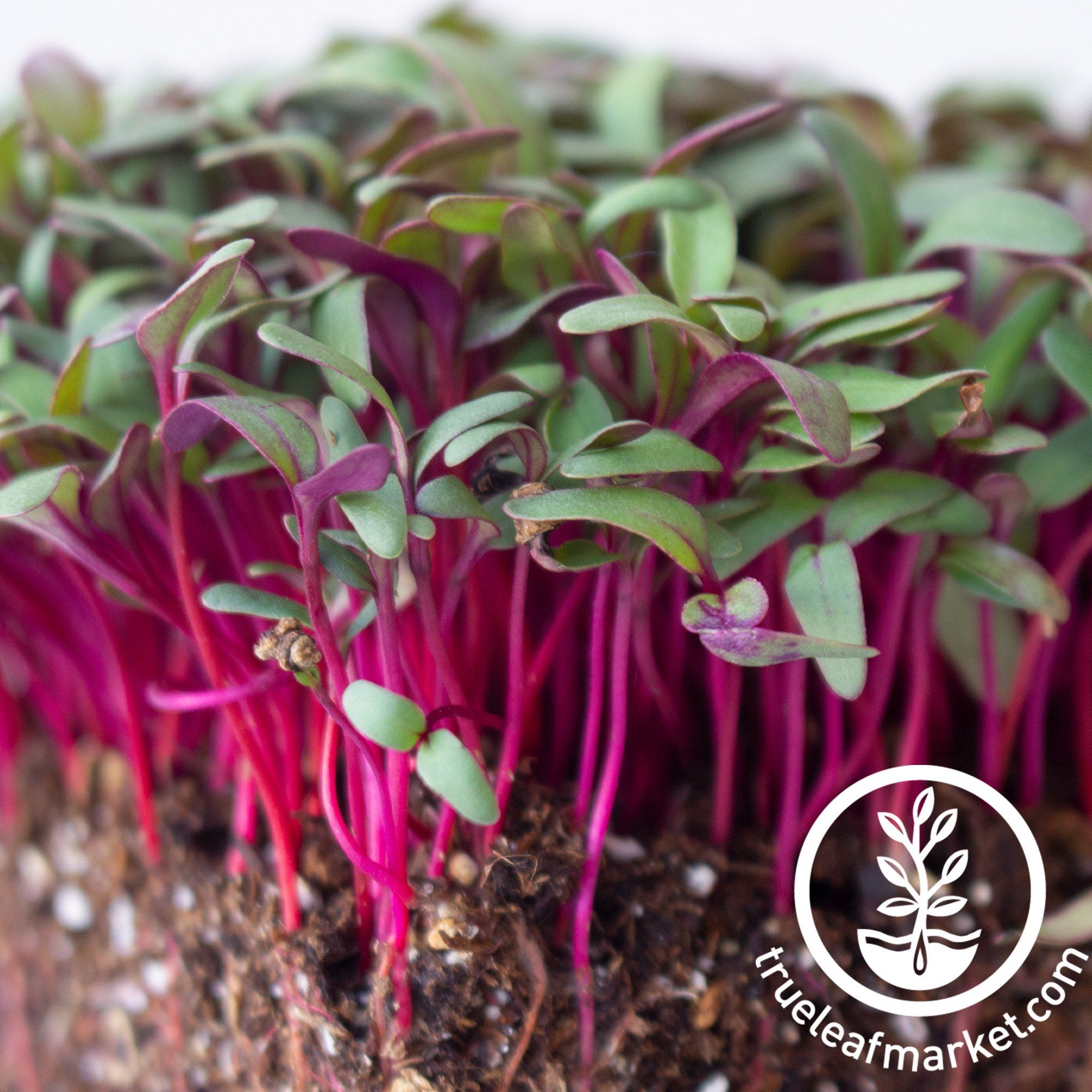 Beet Seeds - Microgreens – skimsdwd.com