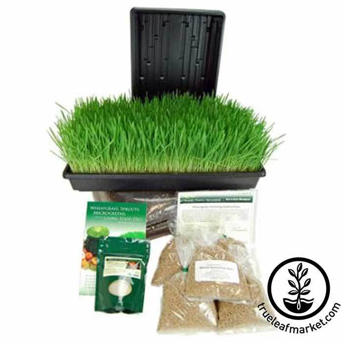 The Barleygrass Growing Kit - Grow Barley Grass – skimsdwd.com
